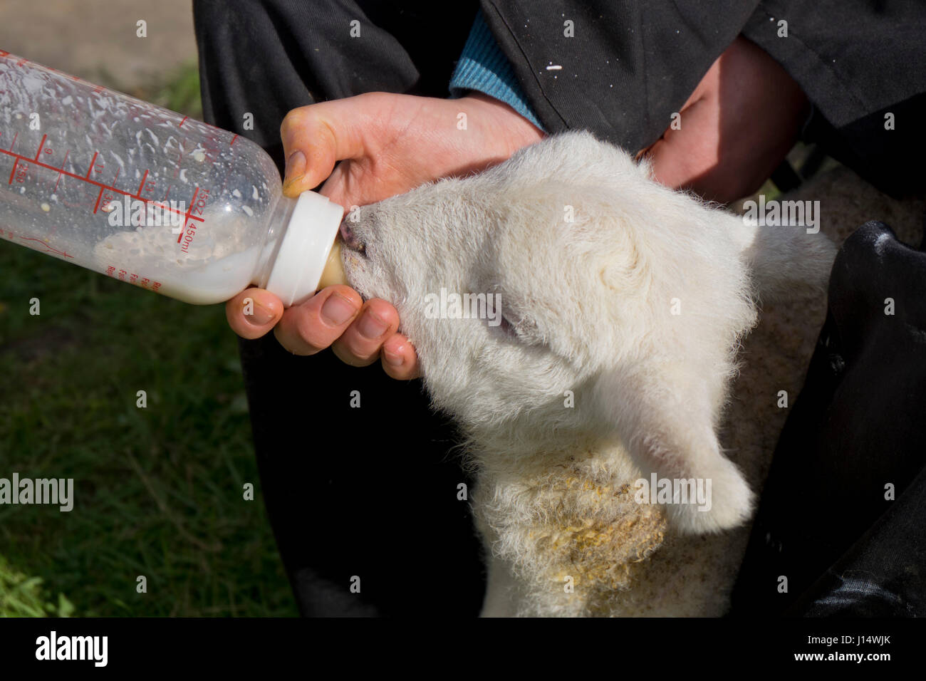 Newly born lamb being fed from a bottle by farmer in a farm in ...