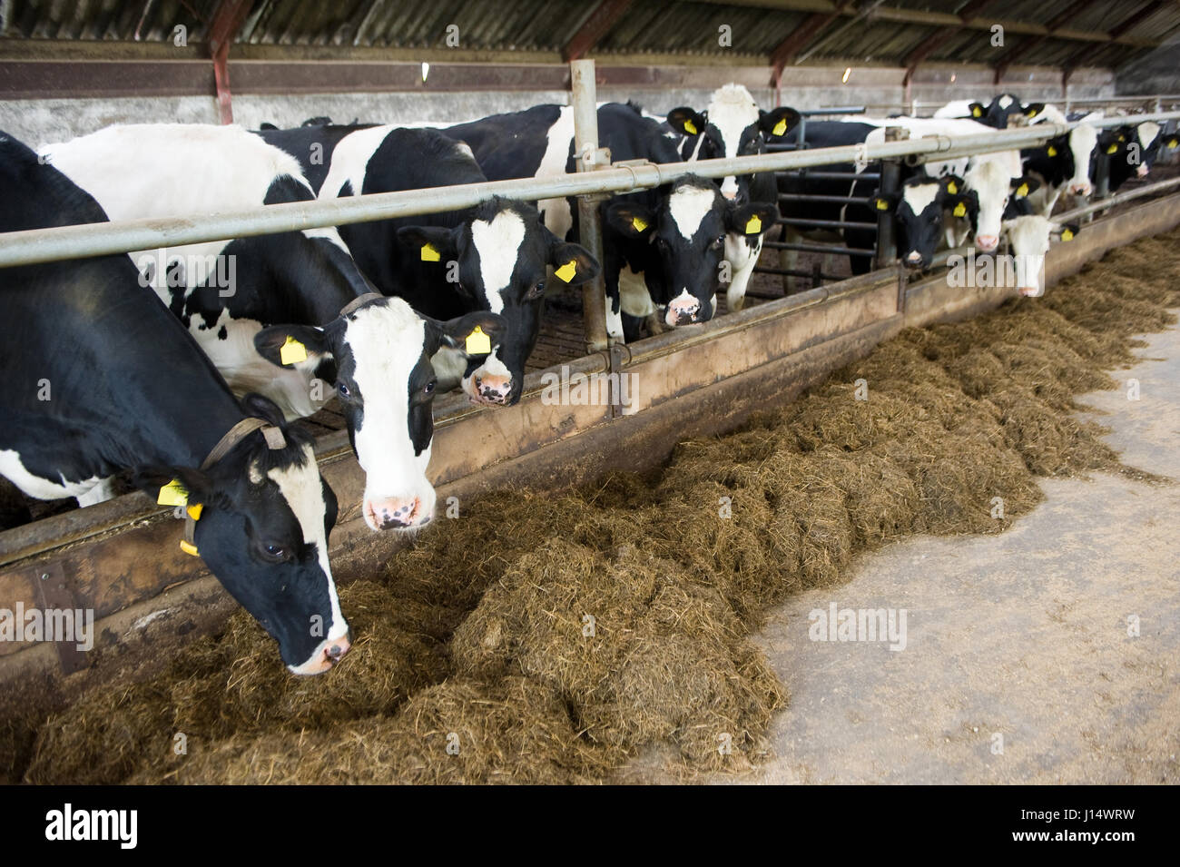 Cows indoor in a barn at a farm stable Stock Photo - Alamy