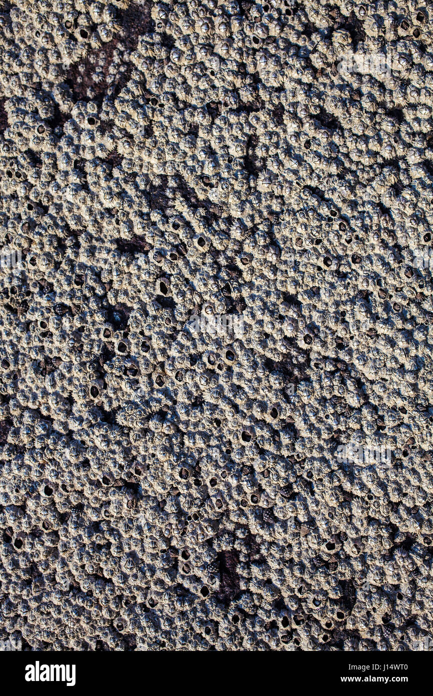 Texture of the wall with sea shells close-up. Natural background Stock ...