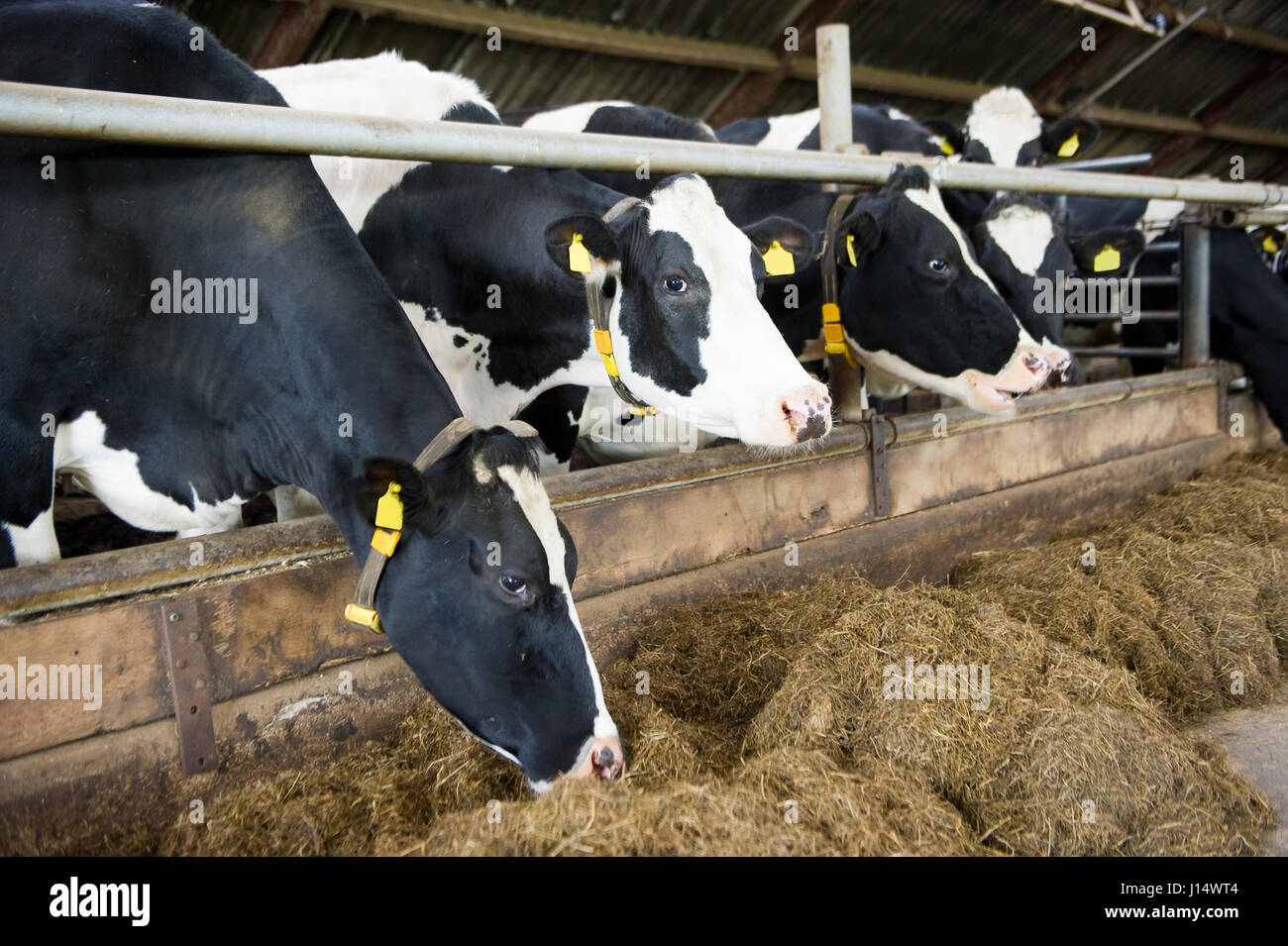 Cows indoor in a barn at a farm stable Stock Photo - Alamy
