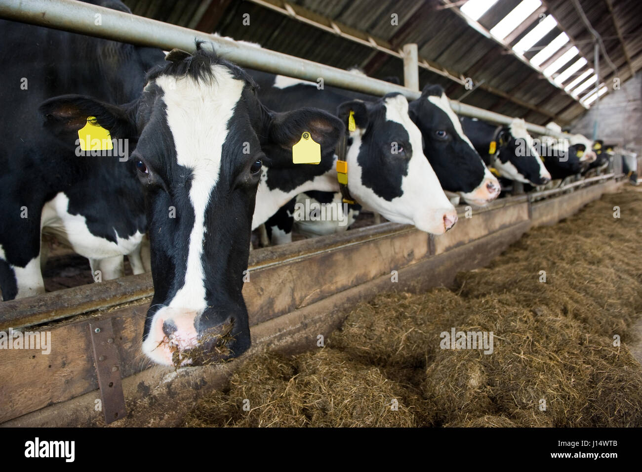 Cows indoor in a barn at a farm stable Stock Photo - Alamy