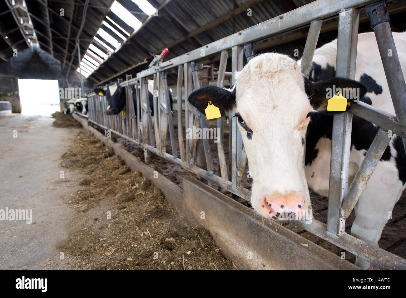 Cows indoor in a barn at a farm stable Stock Photo - Alamy