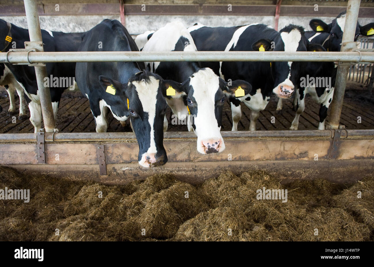 Cows indoor in a barn at a farm stable Stock Photo - Alamy