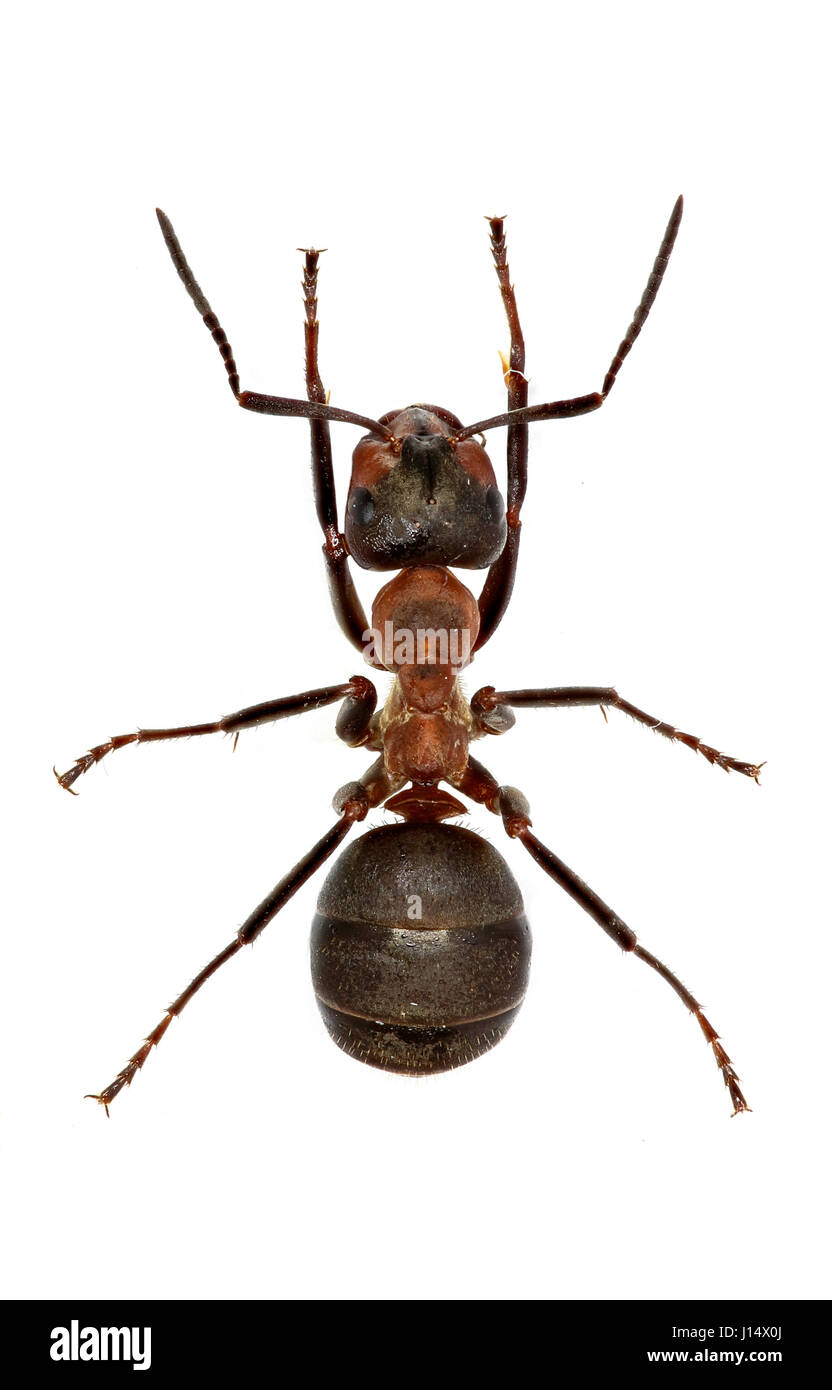 Wood Ant on white Background - Formica sp Stock Photo - Alamy