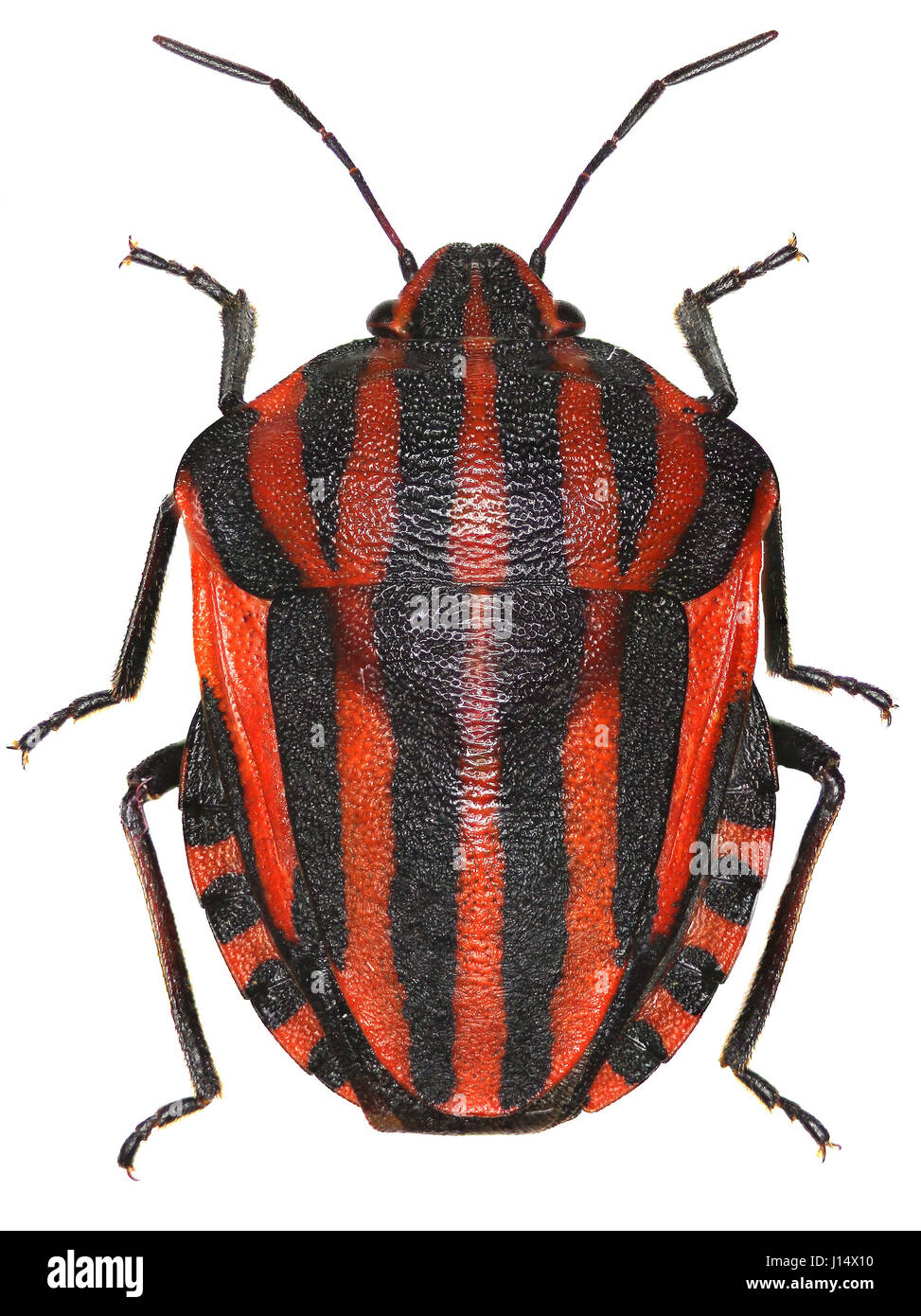 Italian Striped-Bug on white Background - Graphosoma italicum (Mller ...