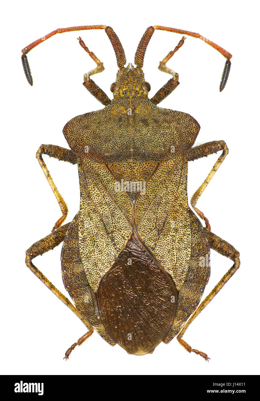 Dock Leaf Bug on white Background - Coreus marginatus ( Linnaeus, 1758 ...