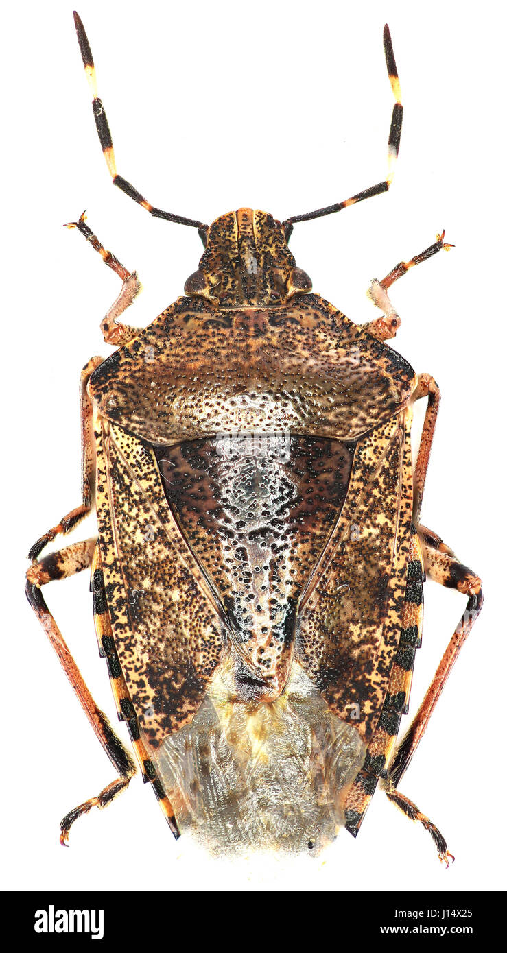 Mottled shield bug on white Background - Rhaphigaster nebulosa (Poda ...