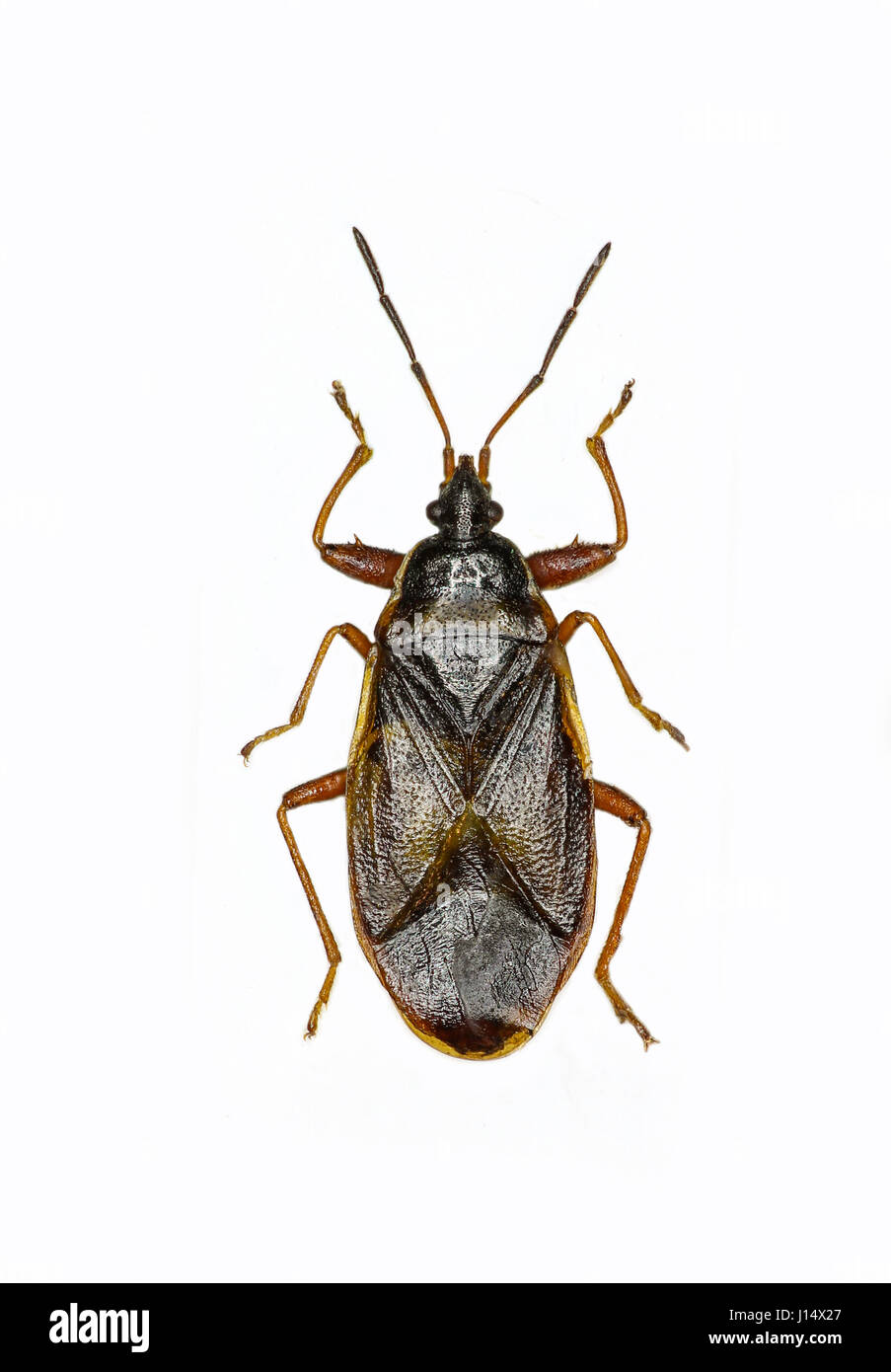 Spruce Cone Bug on white Background - Gastrodes abietum (Bergroth, 1914 ...