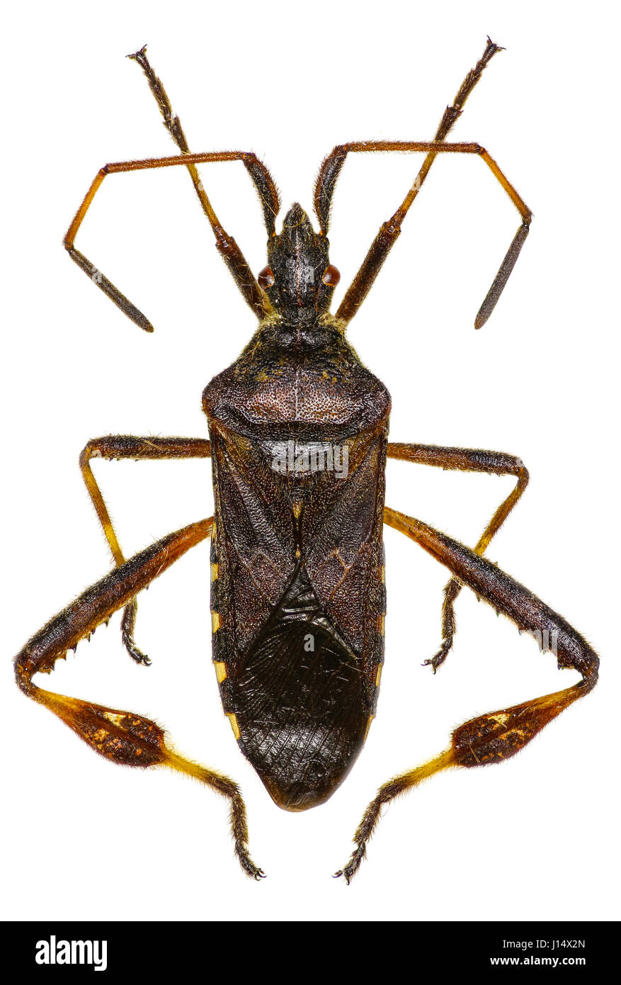 Western Conifer Seed Bug on white Background - Leptoglossus ...