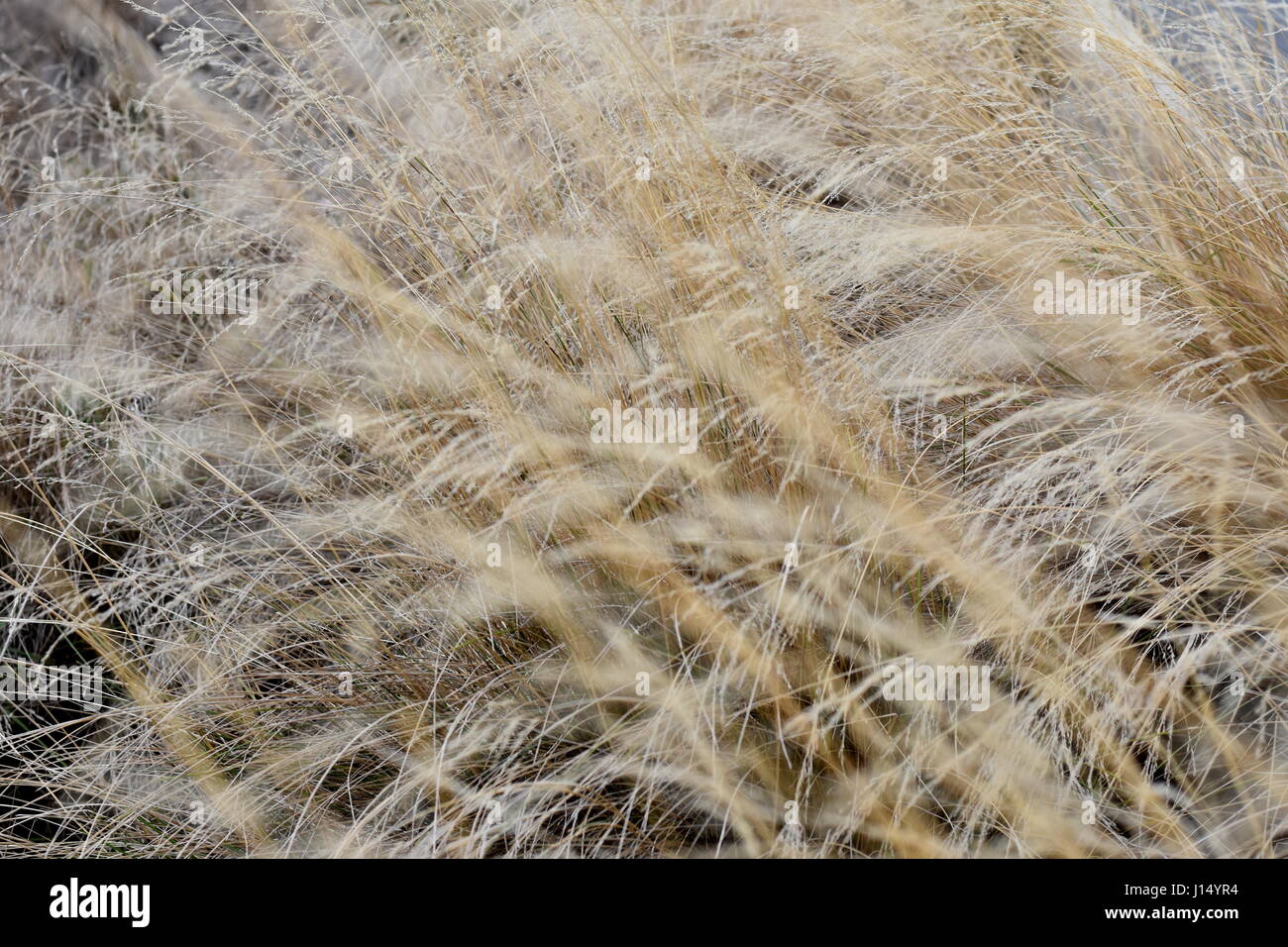 Golden grass texture. Image of dry grass closeup. Texture hay closeup ...