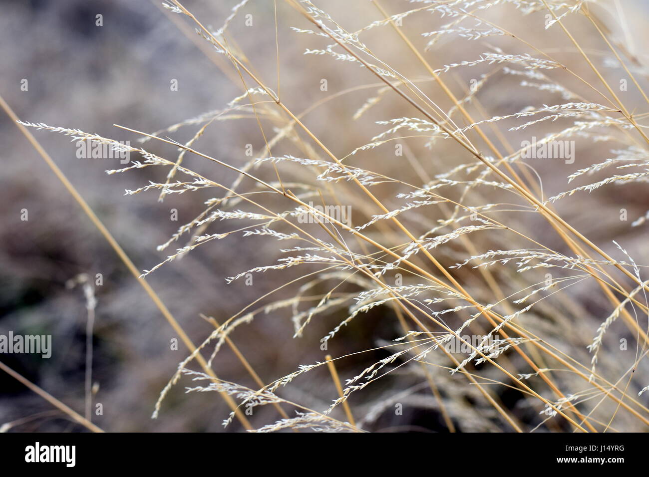 Golden grass texture. Image of dry grass closeup. Texture hay closeup ...