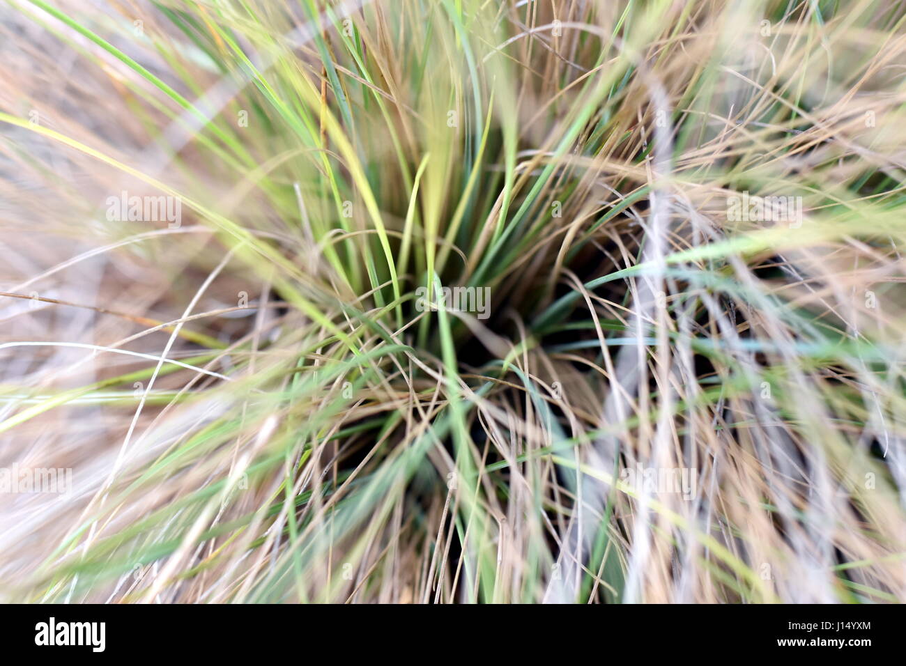 Golden grass texture. Image of dry grass closeup. Texture hay closeup ...
