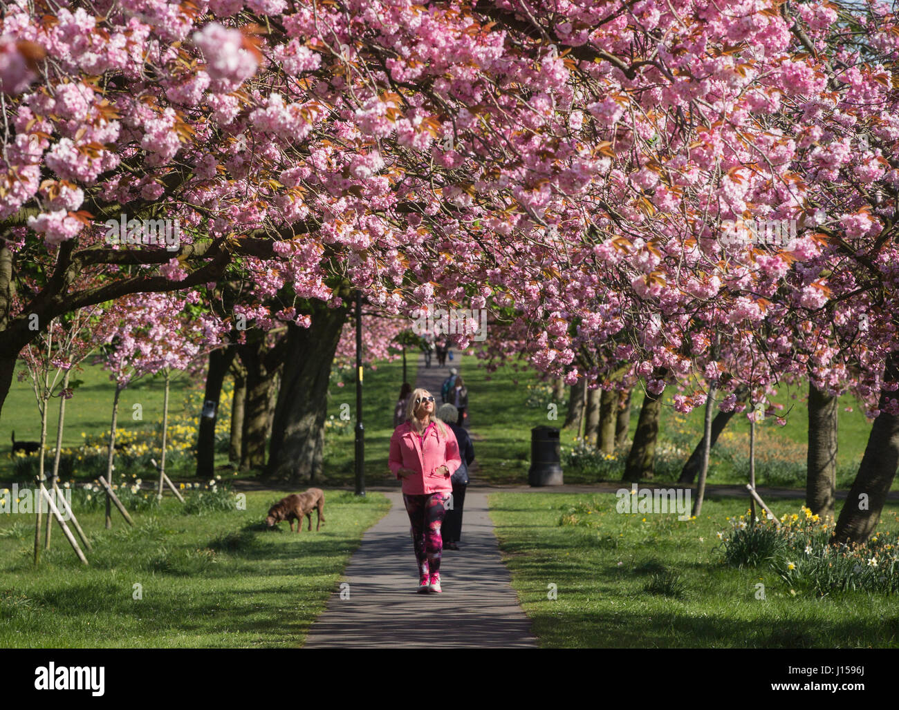 A woman walks along a path lined with cherry blossoms in Harrogate ...
