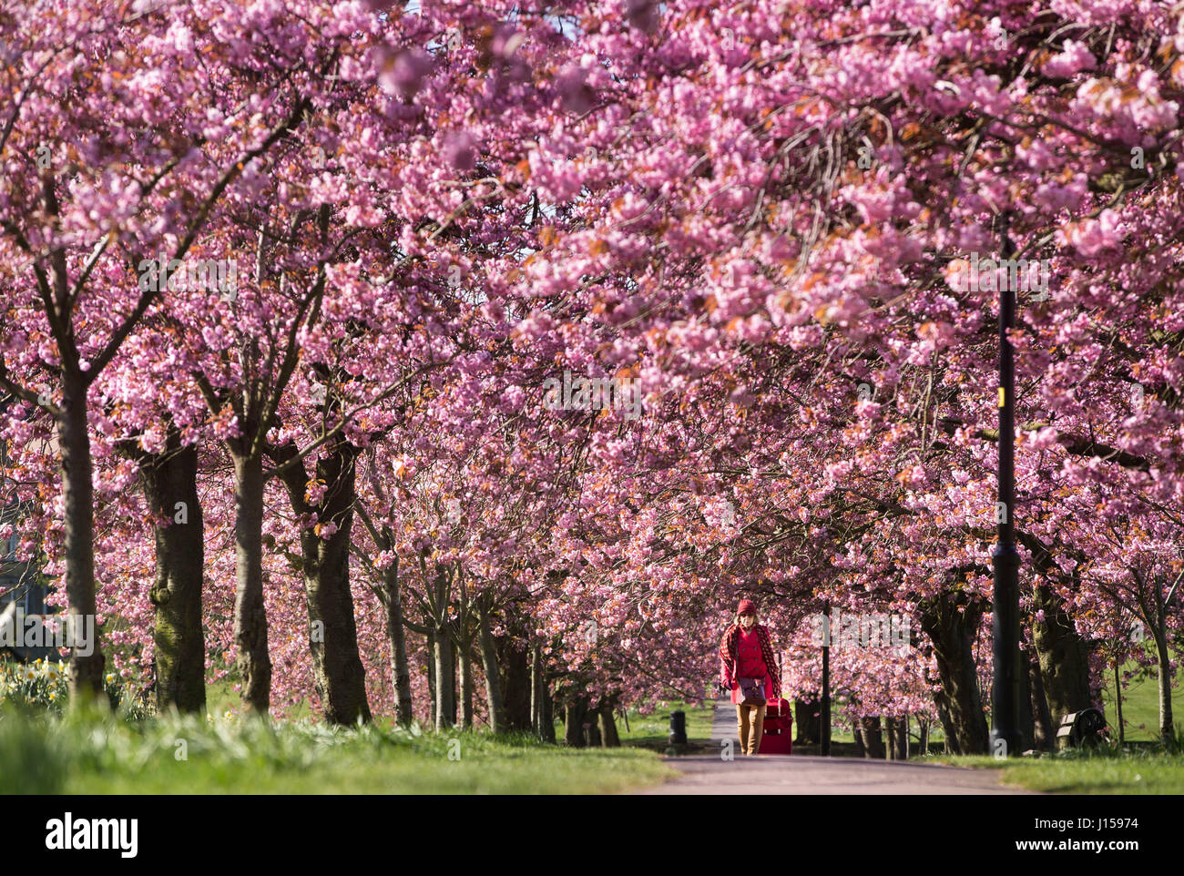A woman walks along a path lined with cherry blossoms in Harrogate ...