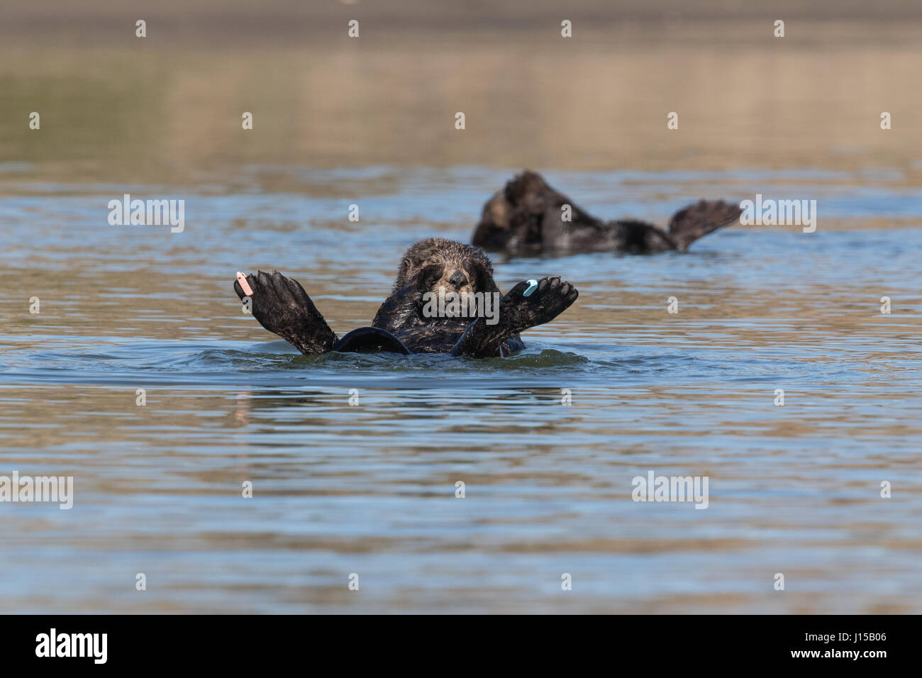 Flipper tags help researchers monitor individual and overall health of ...