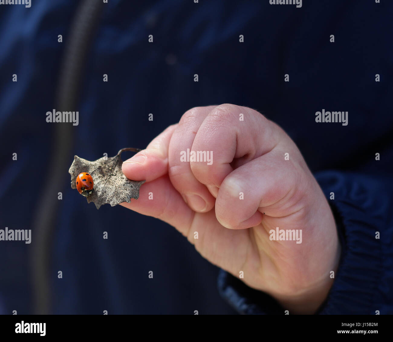 Holding insects hi-res stock photography and images - Alamy