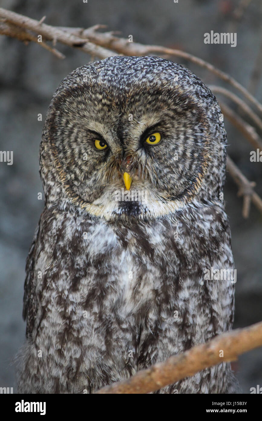 Owl front facing hi-res stock photography and images - Alamy