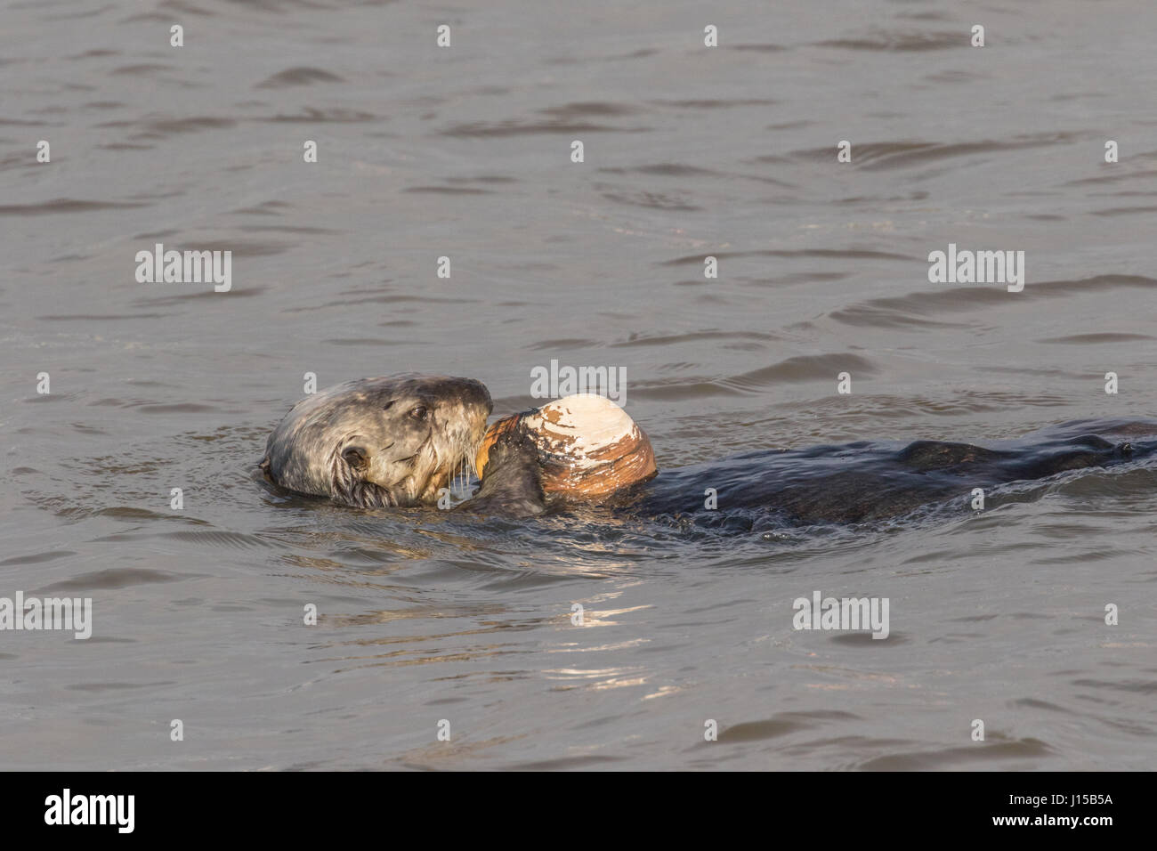 Otter Shell High Resolution Stock Photography and Images - Alamy