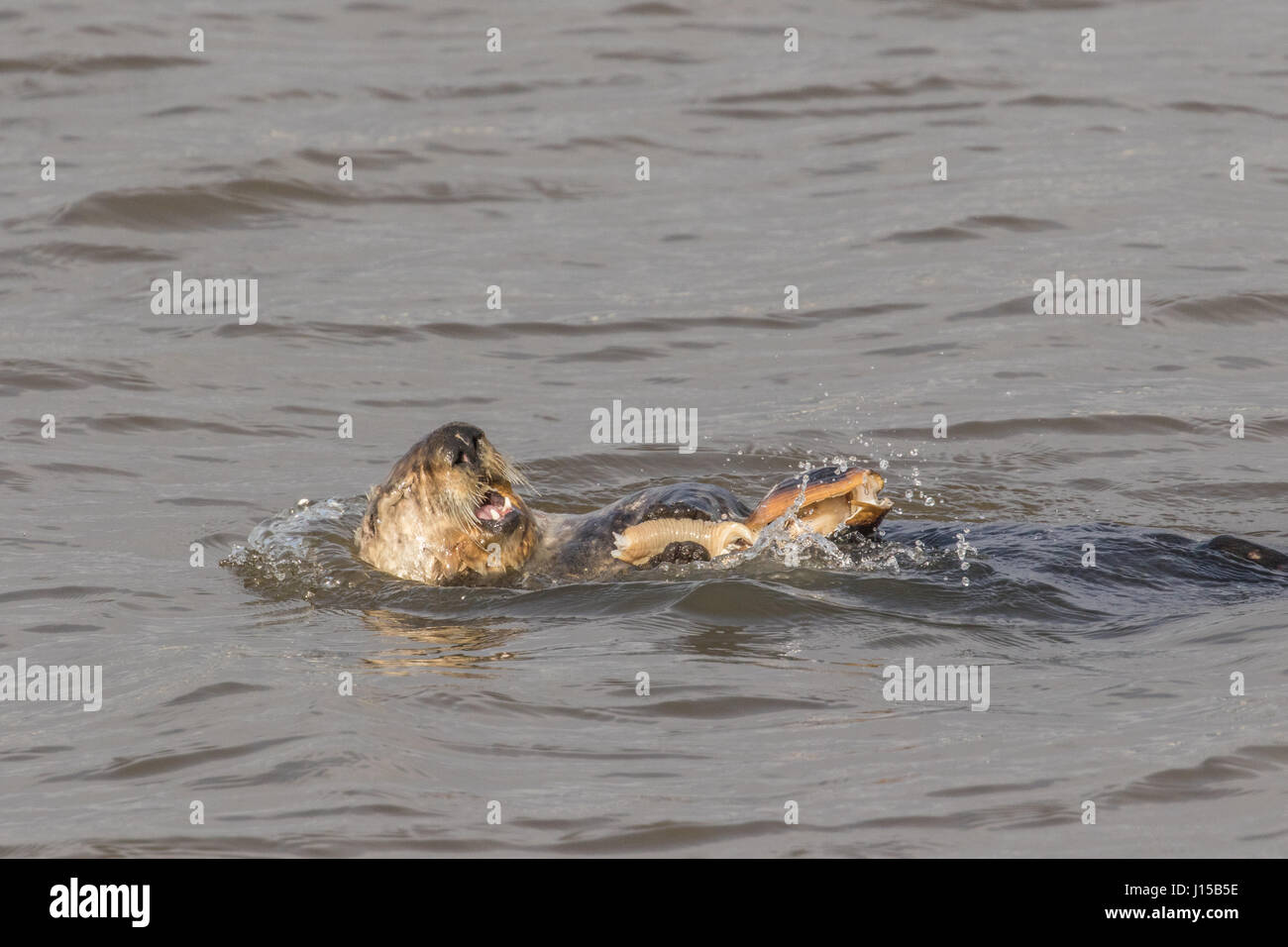 Sea otter with shell hi-res stock photography and images - Alamy