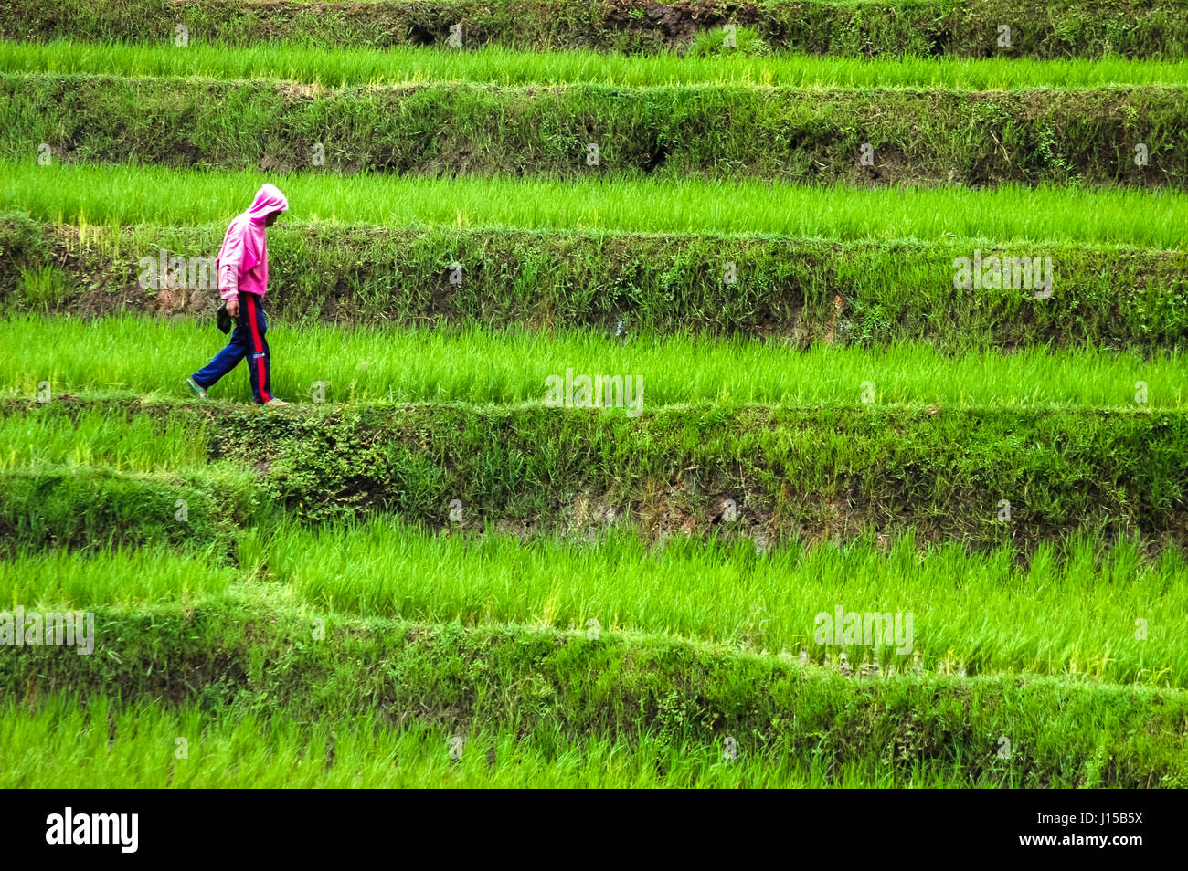 Rice field embankments hi-res stock photography and images - Alamy