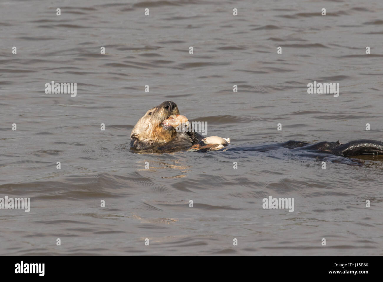 Sea otter with shell hi-res stock photography and images - Alamy