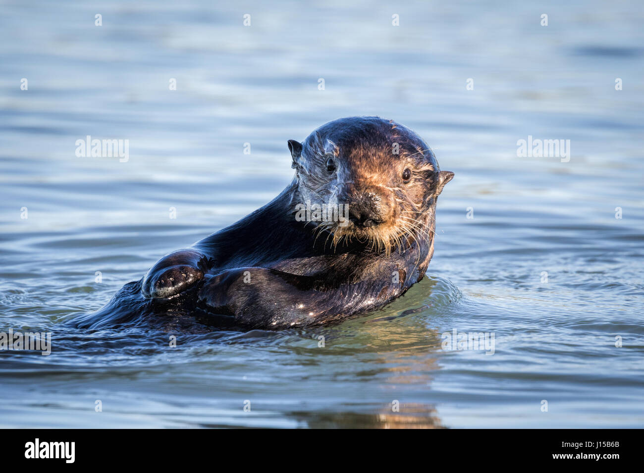 Photographing otters hi-res stock photography and images - Alamy