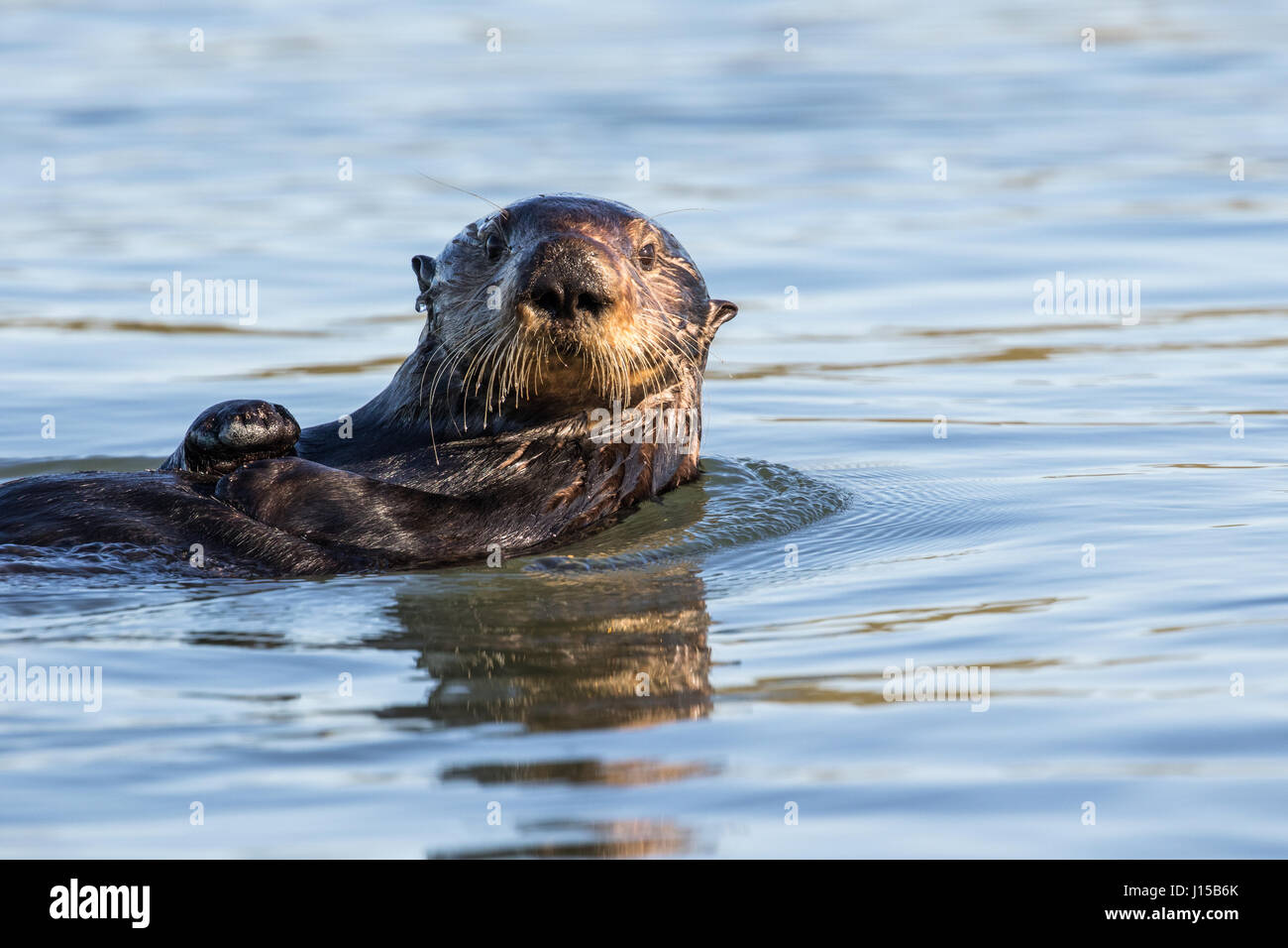 Otter Looking At Camera High Resolution Stock Photography and Images ...