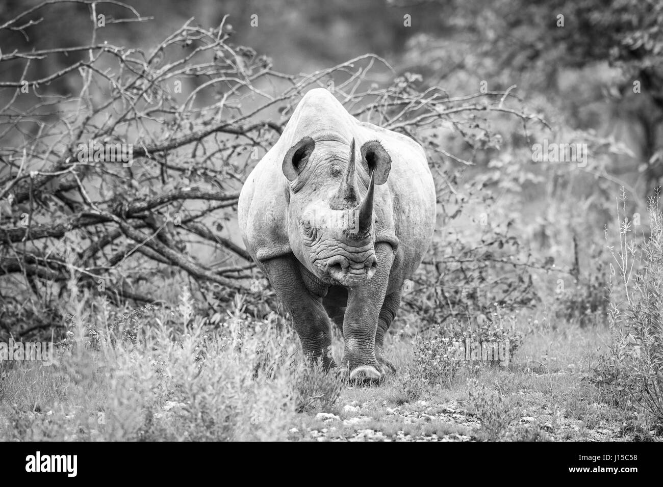 Rhinoceros standing Black and White Stock Photos & Images - Alamy