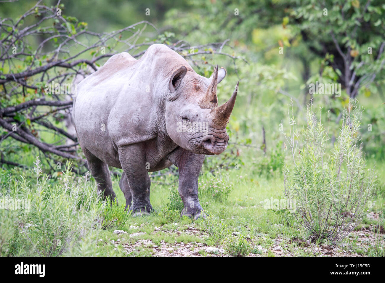 Rhino in shrubs hi-res stock photography and images - Alamy
