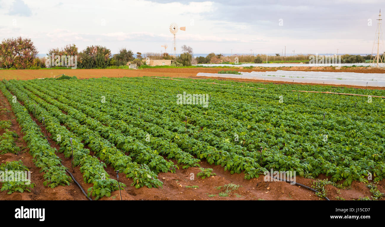 Cultivated field: fresh green plant bed rows Stock Photo - Alamy