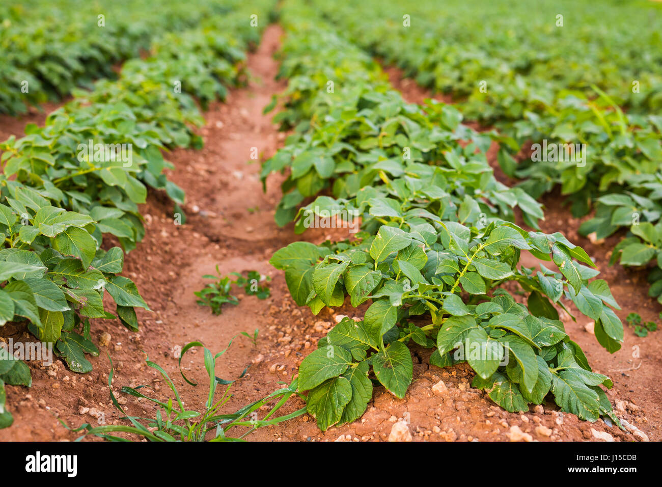 Cultivated field: fresh green plant bed rows Stock Photo - Alamy