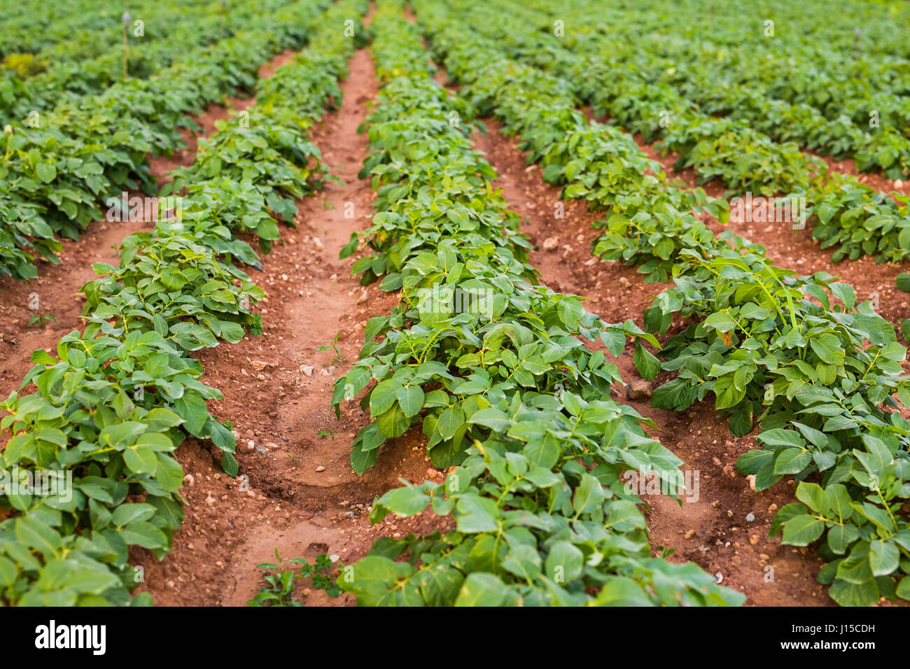 Cultivated field: fresh green plant bed rows Stock Photo - Alamy