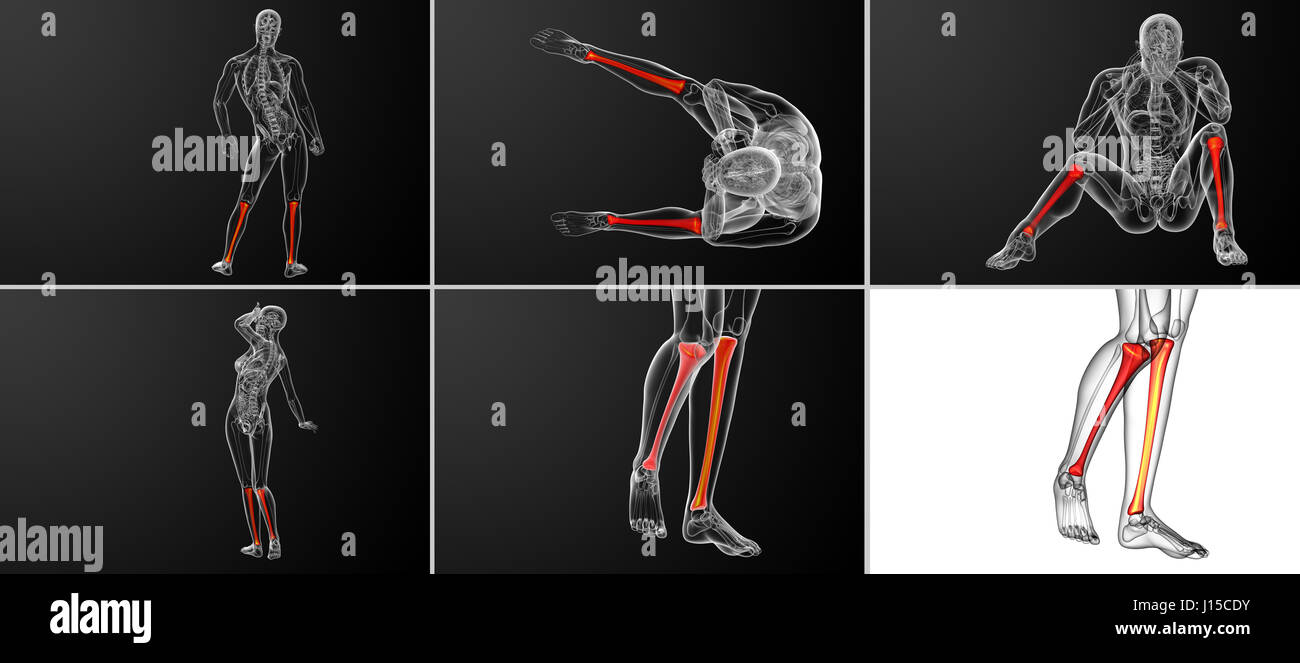 3d rendering medical illustration of the tibia bone Stock Photo - Alamy