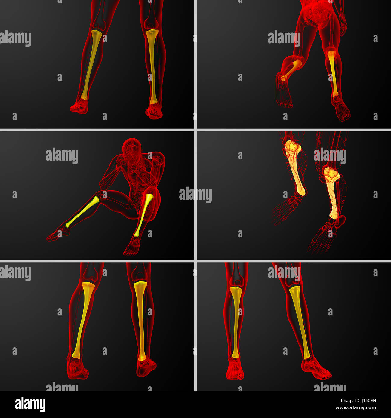 3d rendering medical illustration of the tibia bone Stock Photo - Alamy