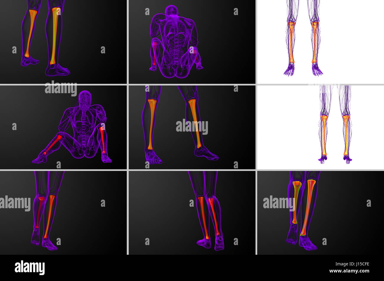 Tibia bone hi-res stock photography and images - Alamy