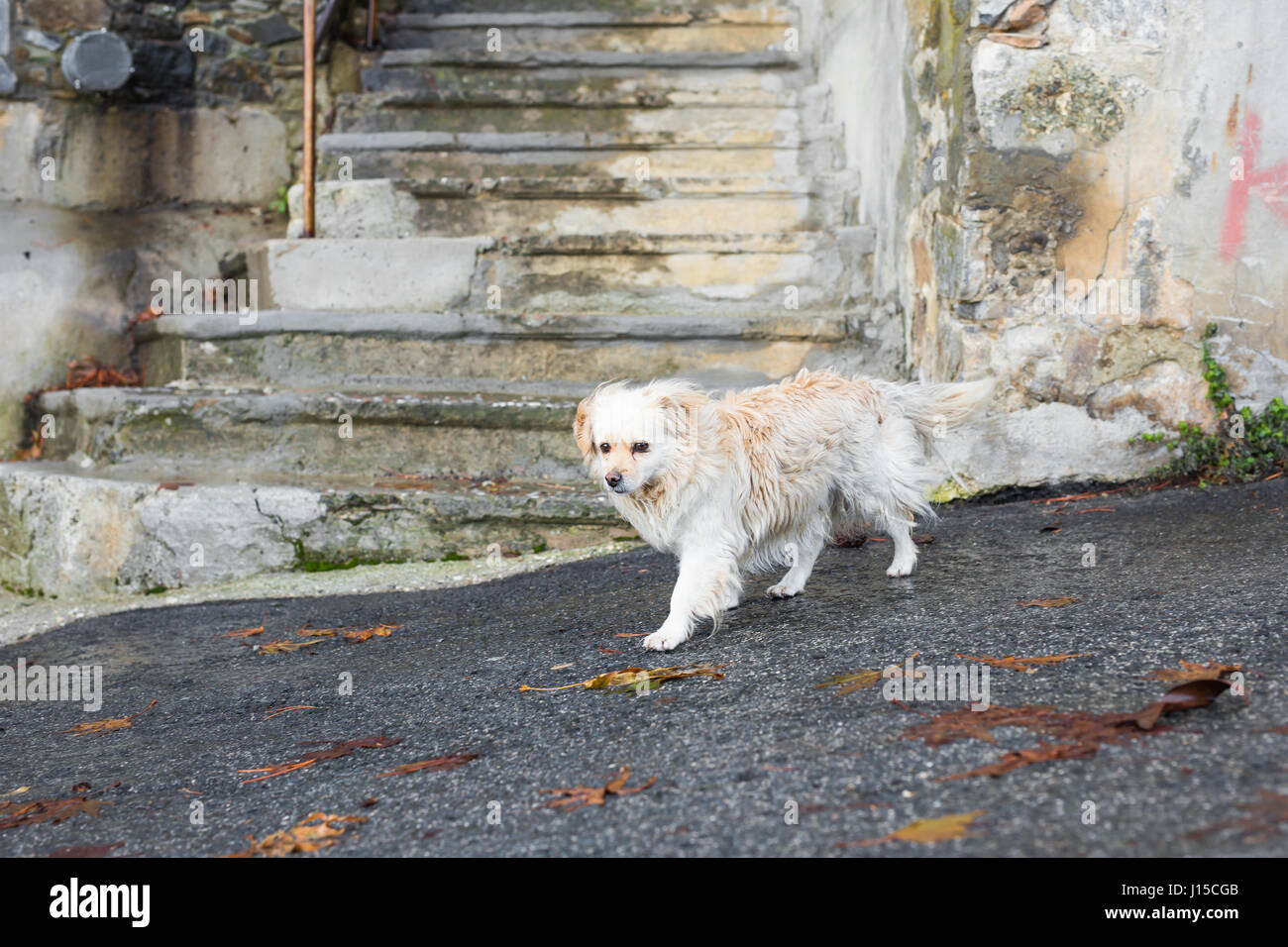 Portrait of a Sad Homeless Dog Stock Photo - Alamy