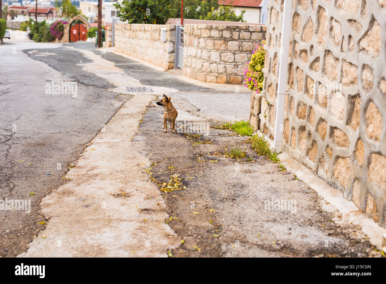 Funny brown dog standing on the street Stock Photo - Alamy