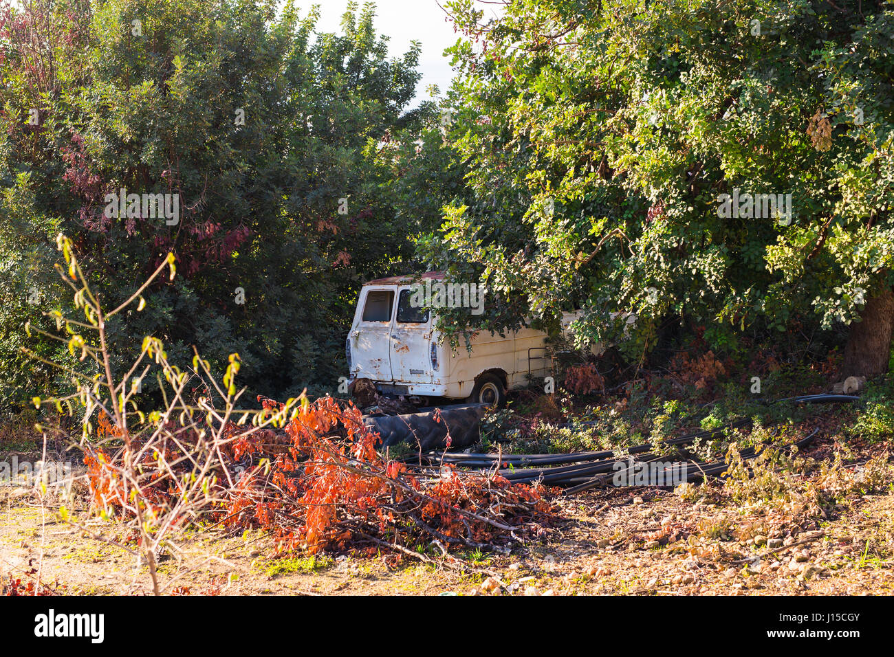 Unattended abandoned car in the woods on the nature Stock Photo - Alamy