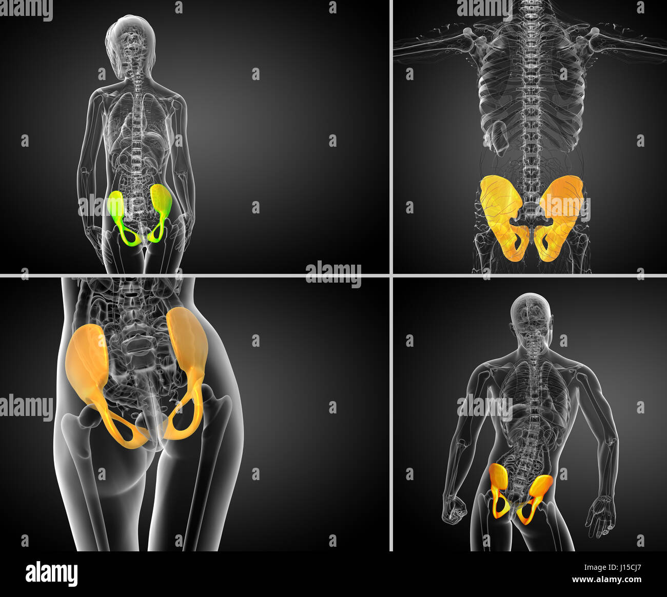 3d rendering medical illustration of the pelvis bone Stock Photo - Alamy