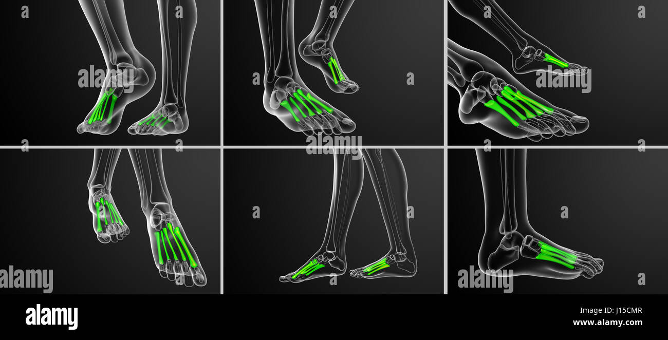 3d rendering medical illustration of the metatarsal bones Stock Photo ...