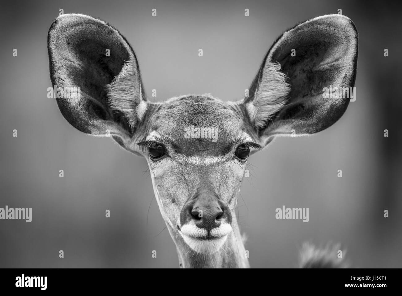 Common kudu Black and White Stock Photos & Images - Alamy