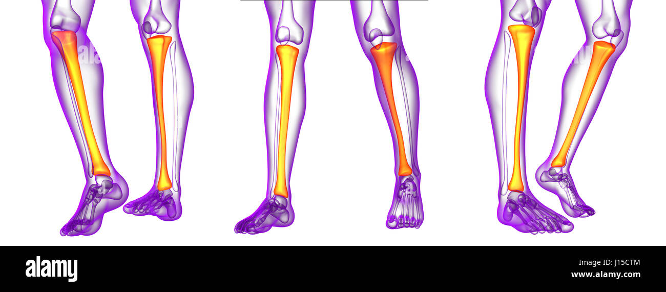 3d rendering medical illustration of the tibia bone Stock Photo - Alamy