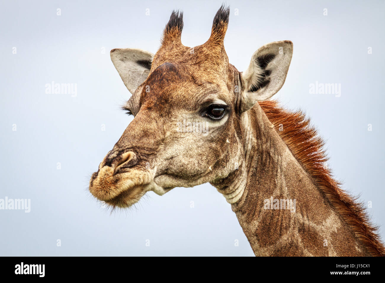 Side profile of a Giraffe in the Etosha National Park, Namibia Stock ...