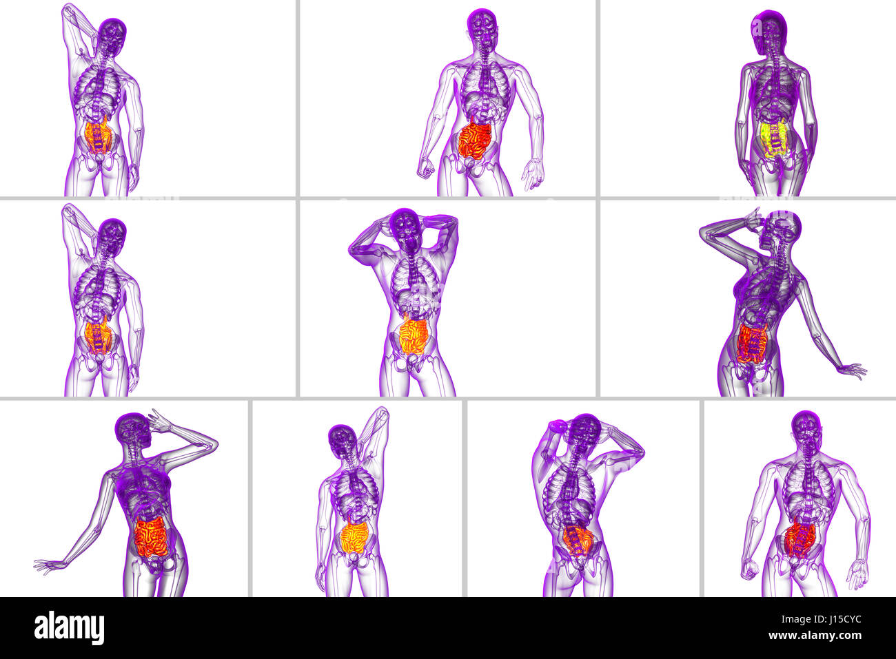 3d rendering illustration of the small intestine Stock Photo - Alamy