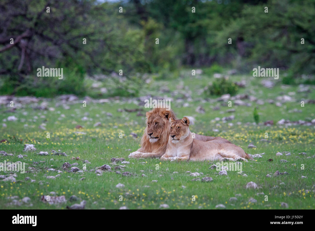 A Lion mating couple laying in the grass in the Etosha National Park ...