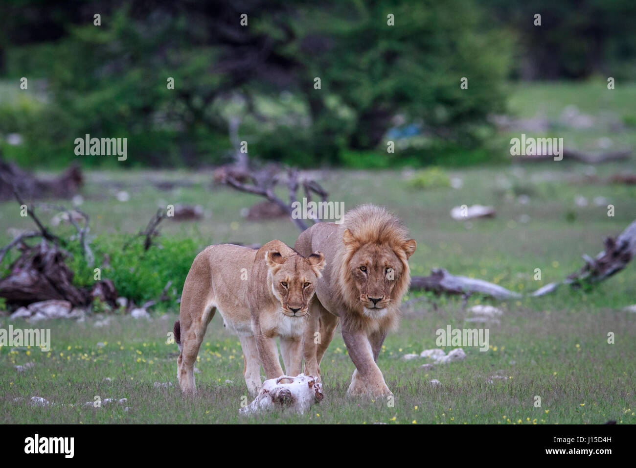 Lion mating couple walking in the grass in the Etosha National Park ...