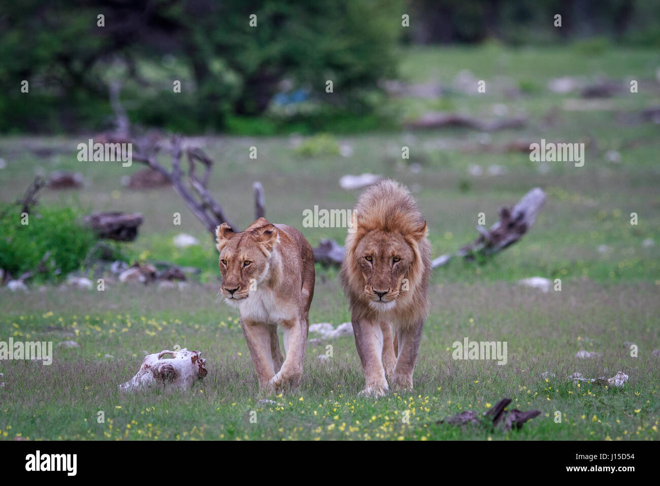 Lion mating couple walking in the grass in the Etosha National Park ...