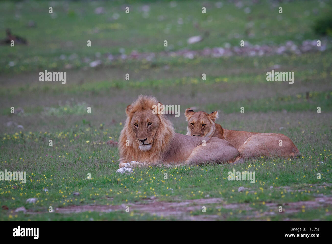 Lion mating couple laying hi-res stock photography and images - Alamy