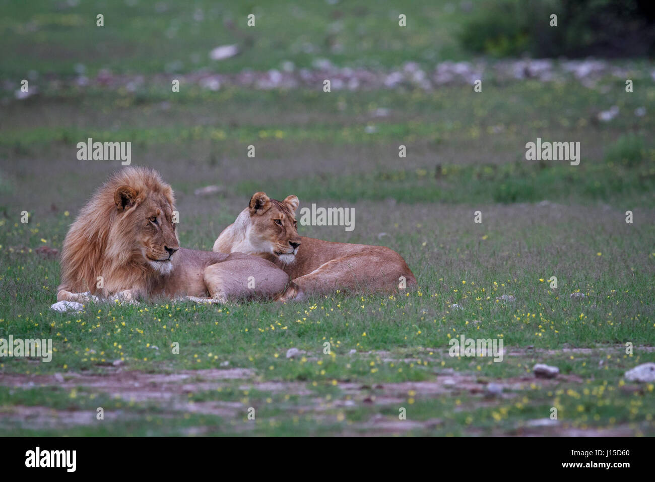 A Lion mating couple laying in the grass in the Etosha National Park ...