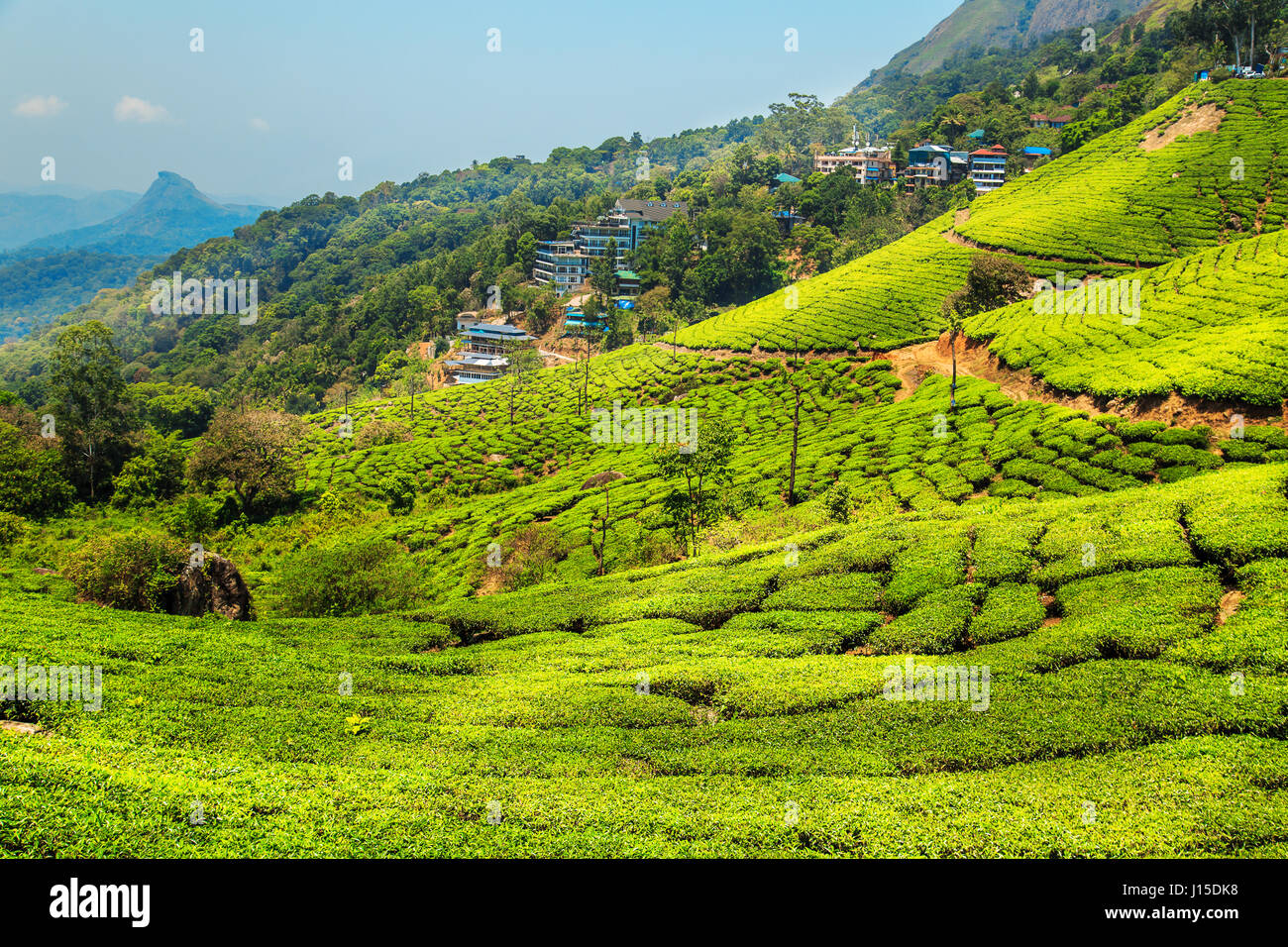 Tea plantations in Munnar, Kerala, India. Stunning views of green hills ...